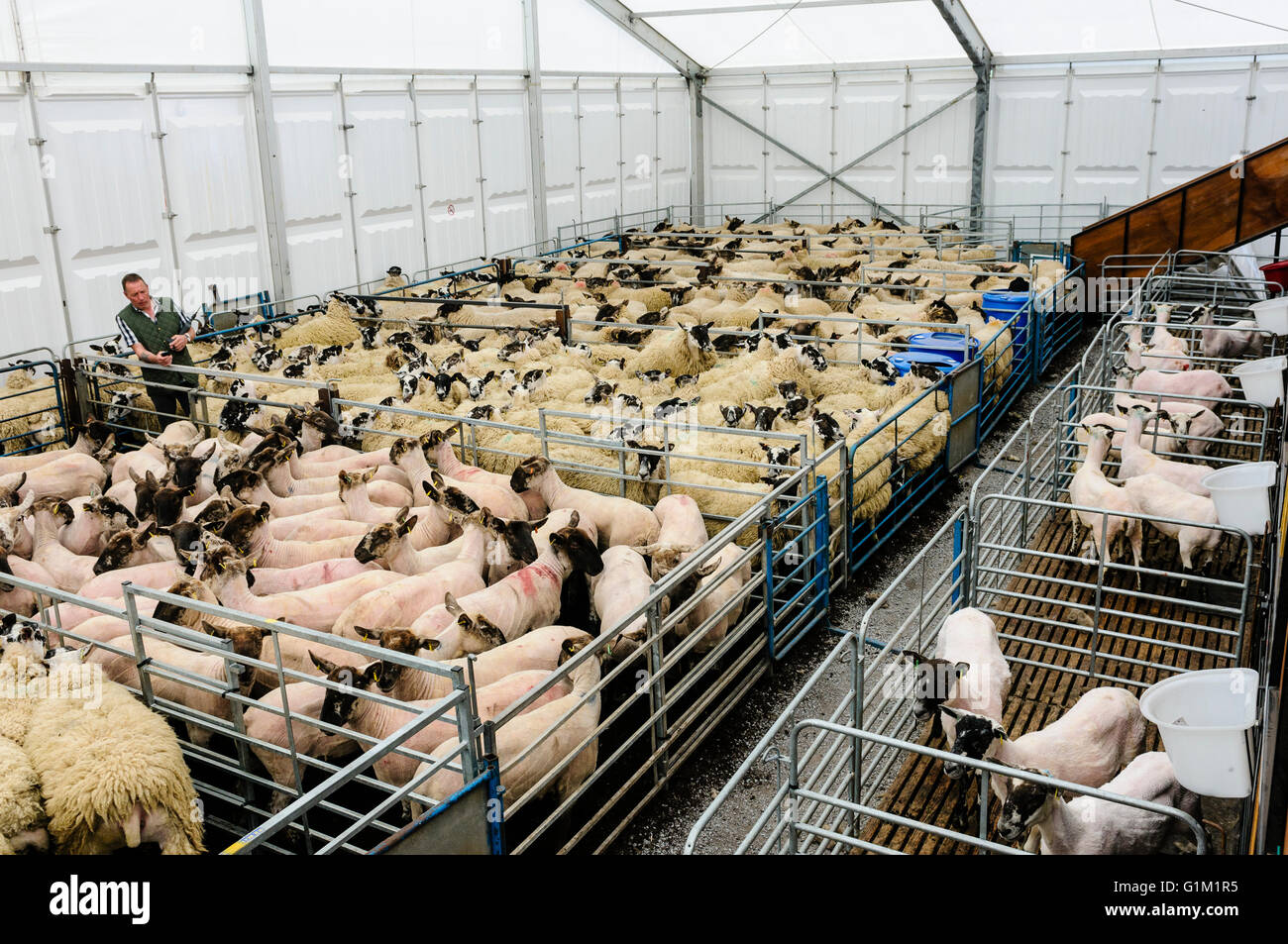 Ready to be sheared hi-res stock photography and images - Alamy