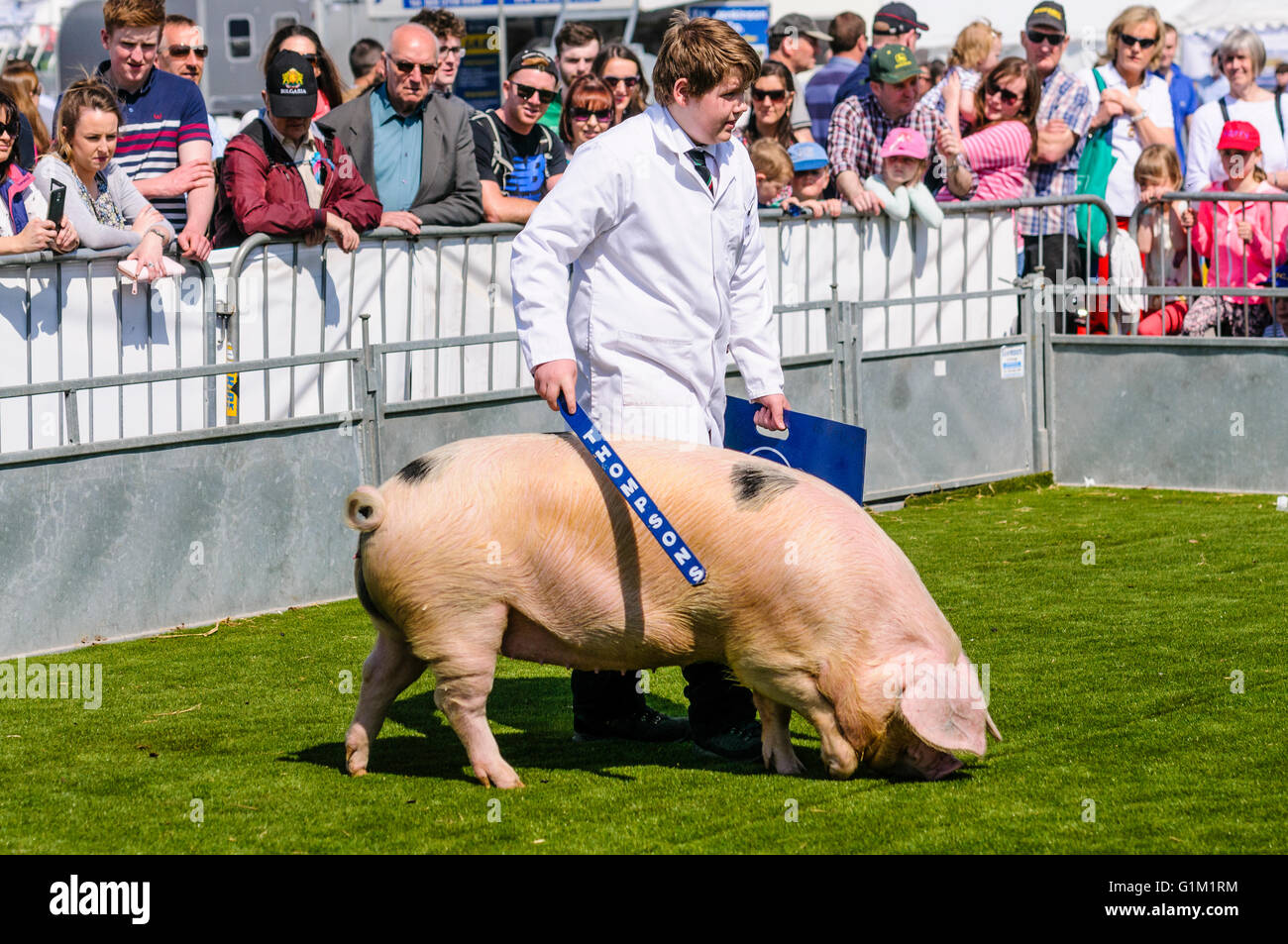 Gloucestershire old spot pig hi-res stock photography and images - Alamy