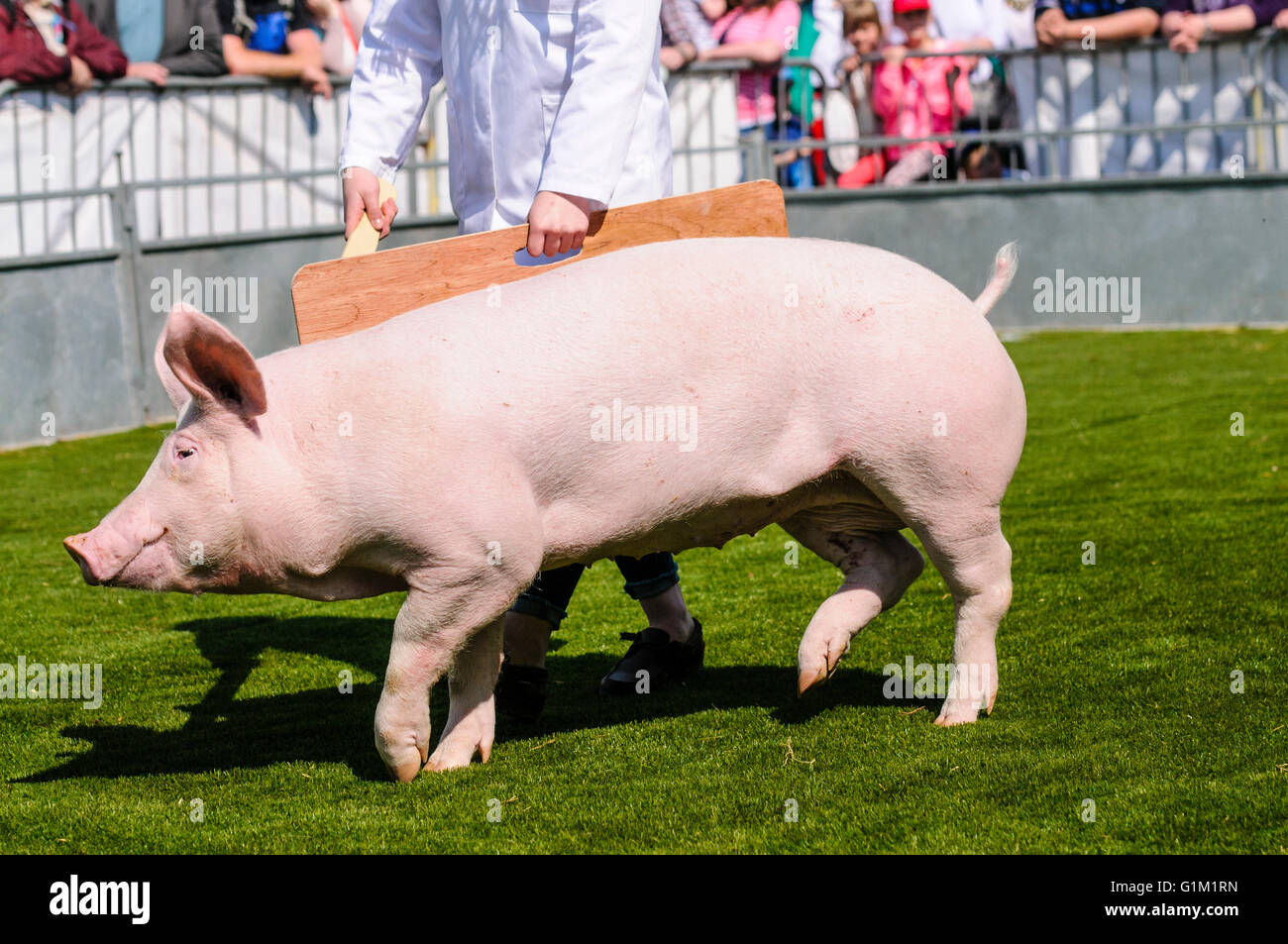 A young farmer shows an English White pig in a judging ring at an ...
