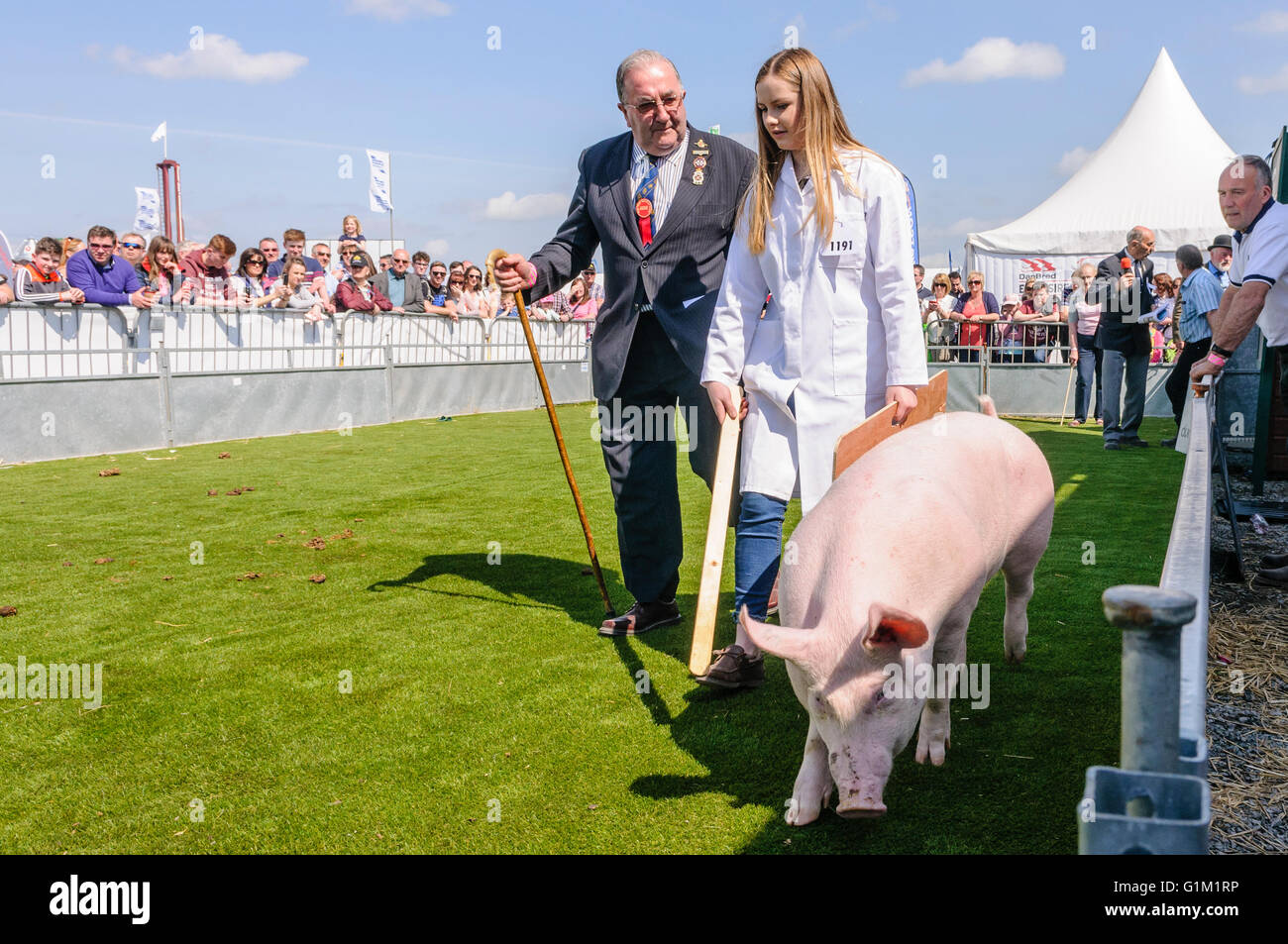 A female young farmer shows an English White pig to the judge in a ...