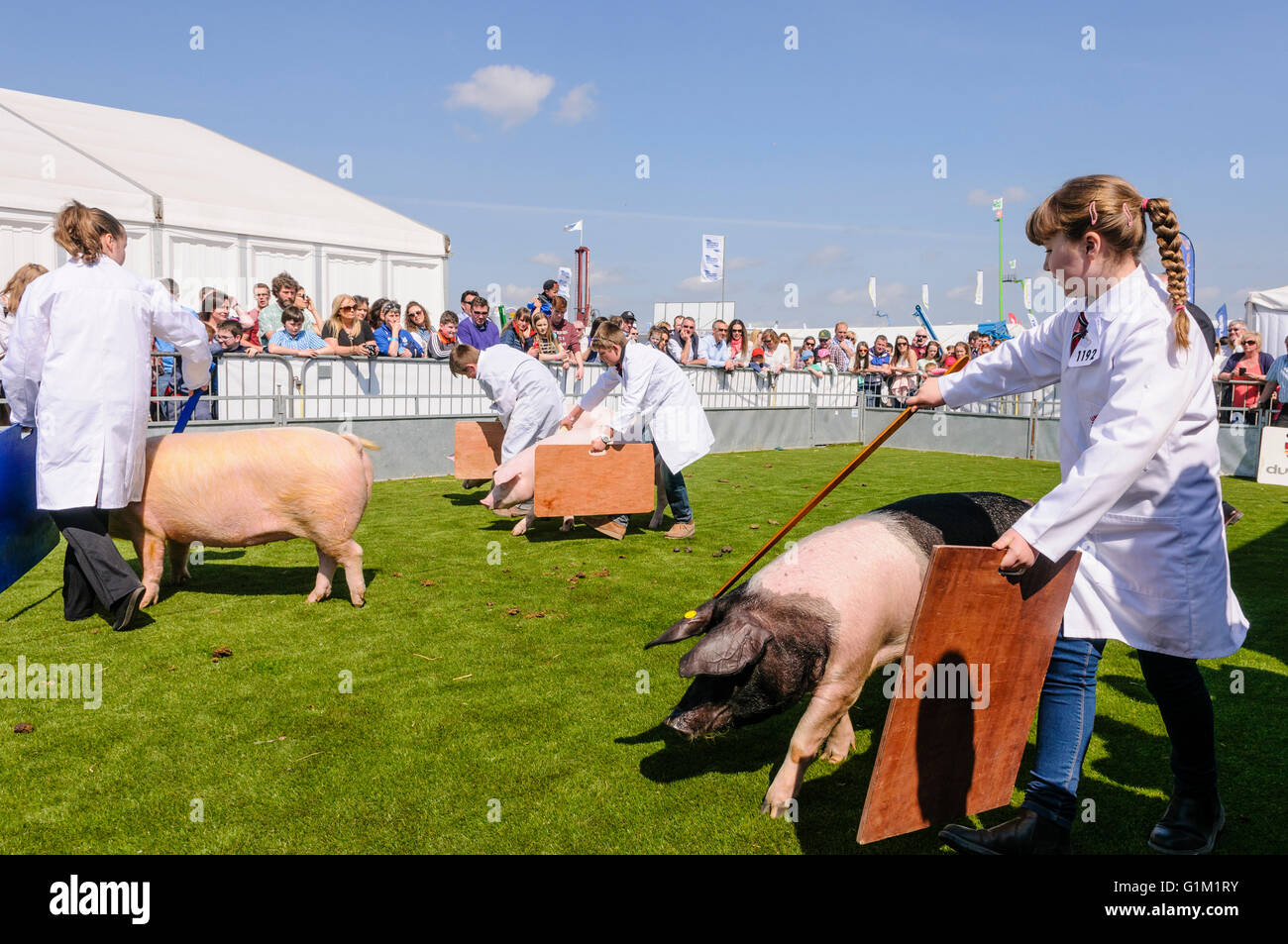 Four young farmers show their pig handling skills to the judge in a ...
