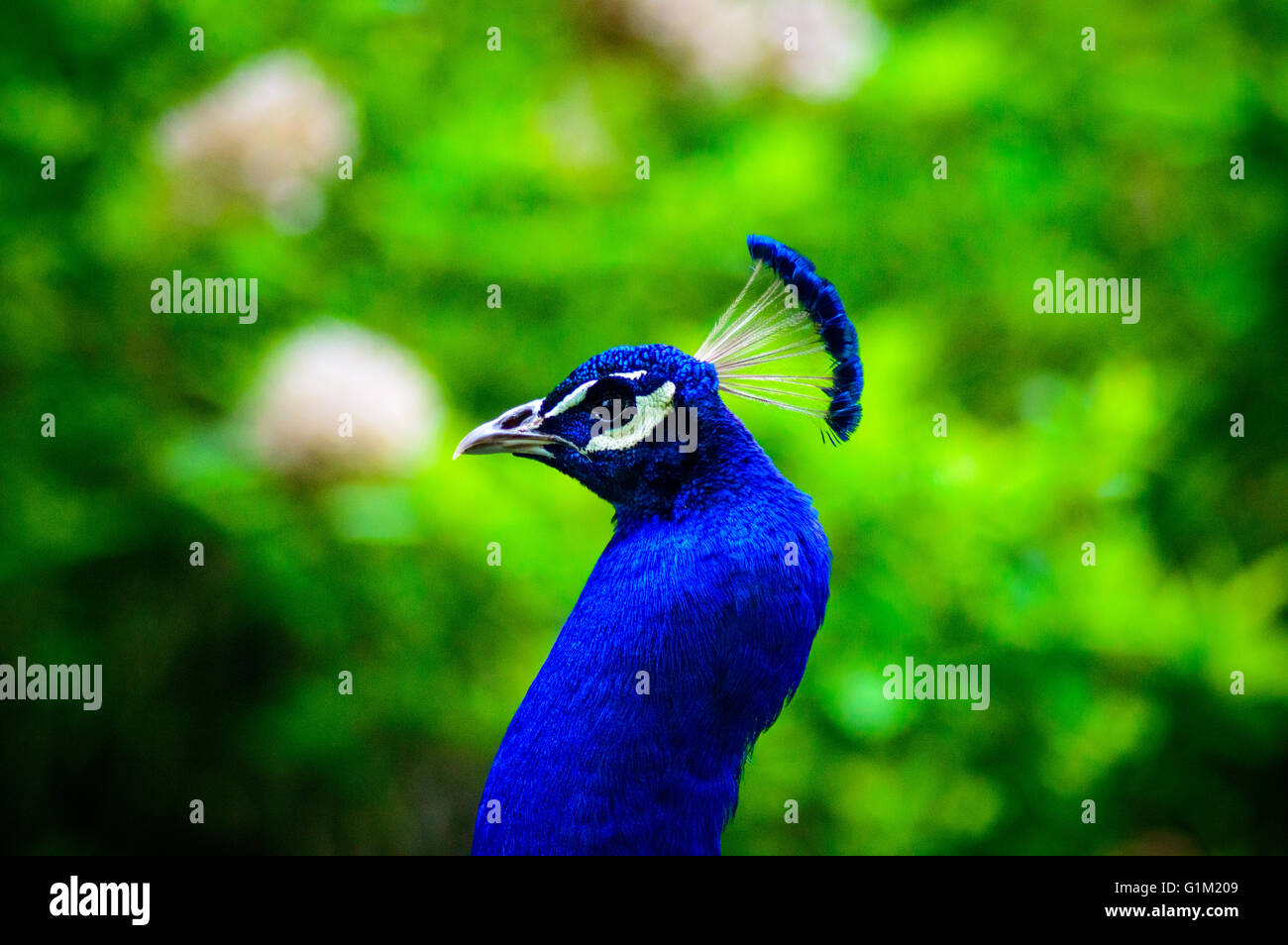 Beautiful blue feathered peacock Stock Photo - Alamy