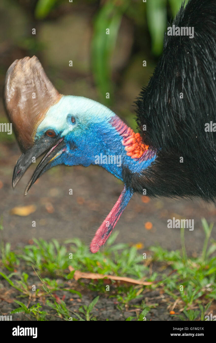 Southern or Double-Wattled Cassowary (Casuarius casuarius), Atherton Tablelands, Queensland ...