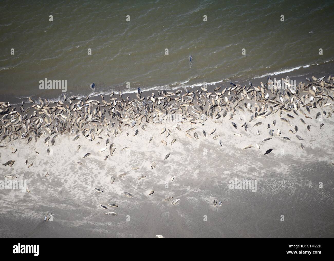 Oregon coast seals shoreline hi-res stock photography and images - Alamy