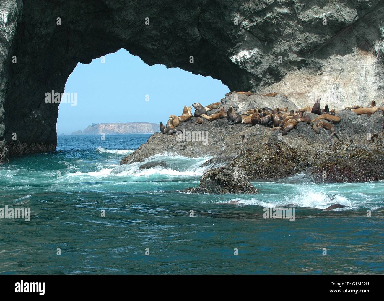 Stellers sea lions gathered on Orford Reef next to Arch Rock at Point ...