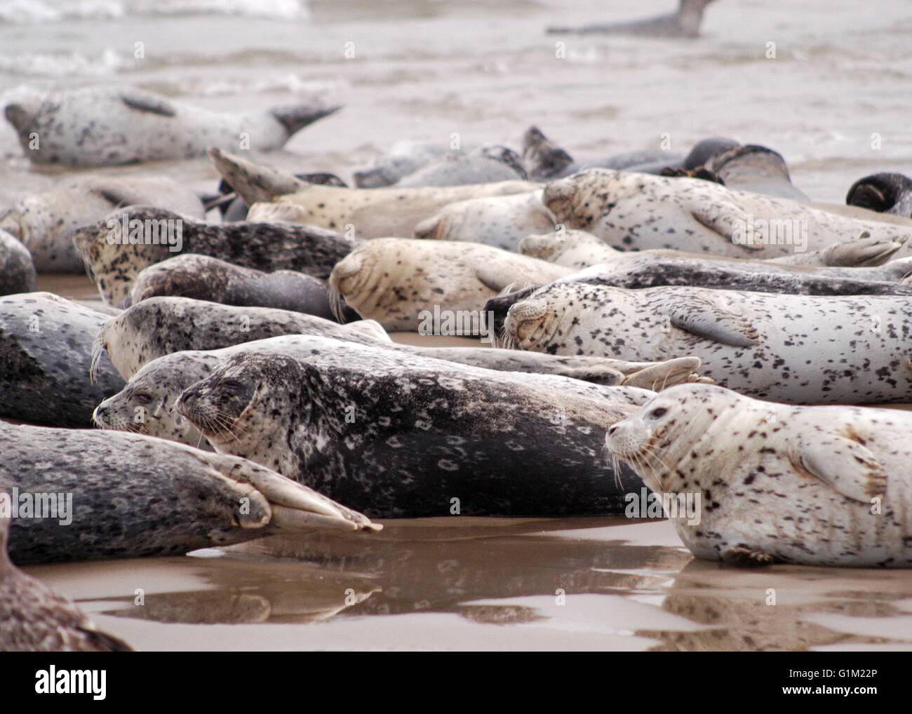 Oregon coast seals shoreline hi-res stock photography and images - Alamy