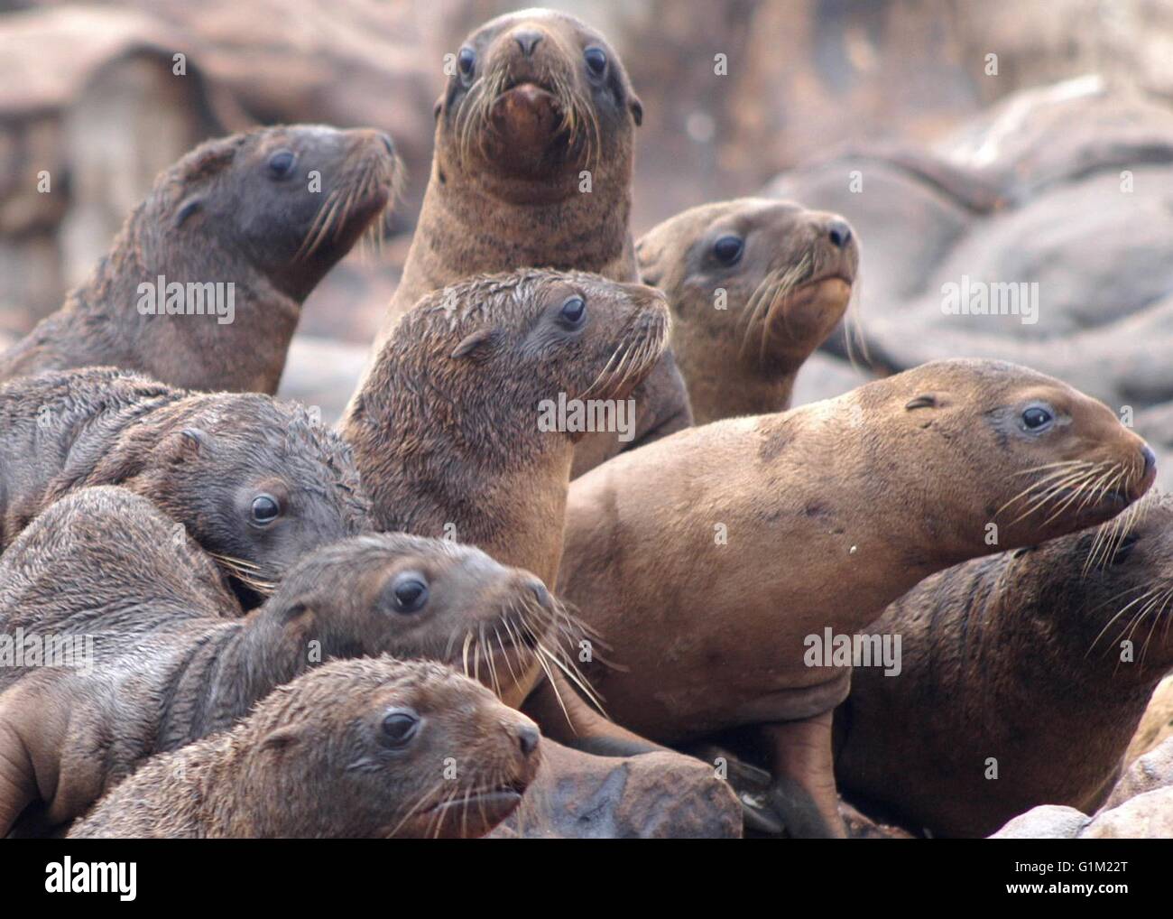Stellers sea lion pups gathered on Rogue River Reef at pyramid rock in ...