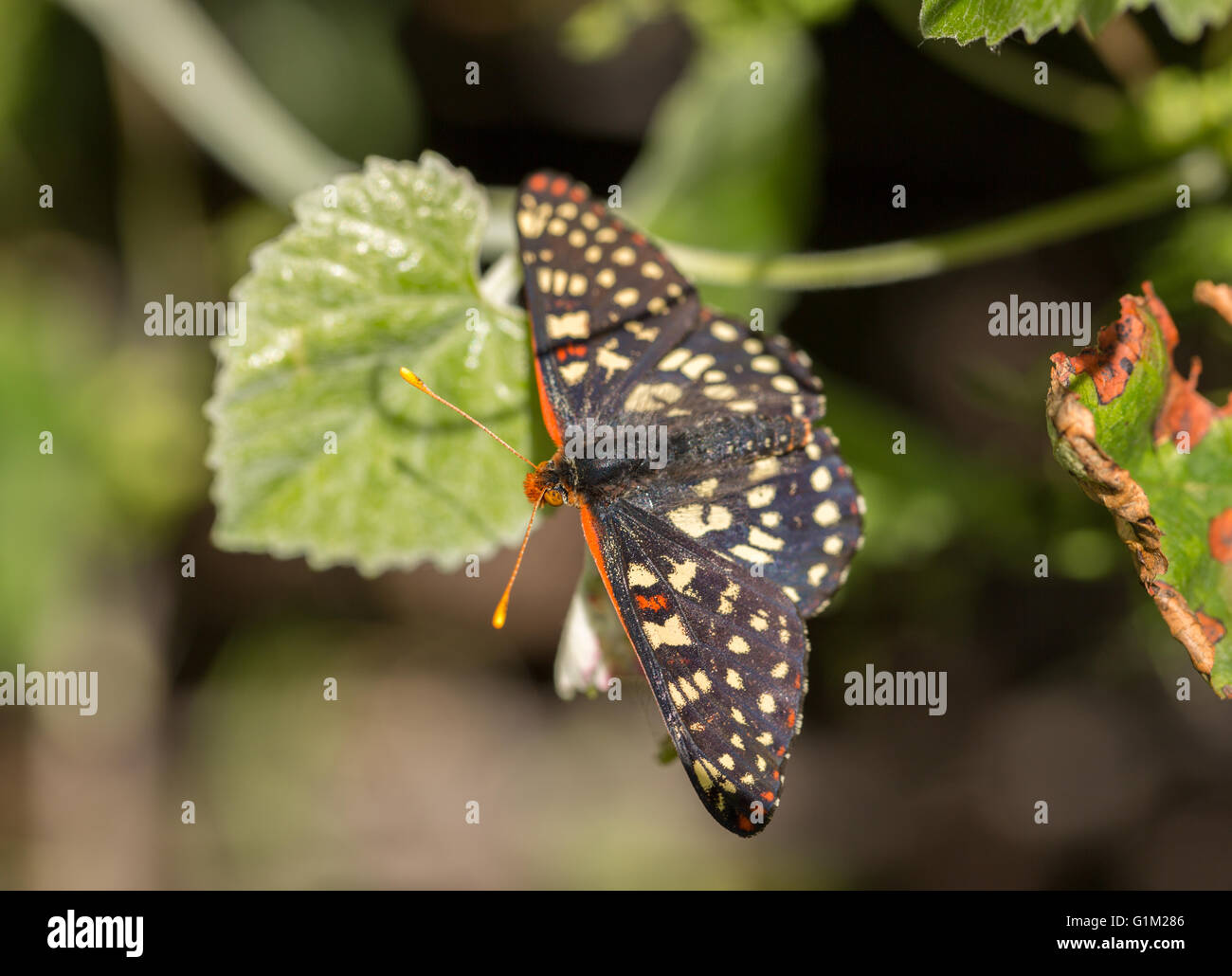 Bay checkerspot butterfly hi-res stock photography and images - Alamy