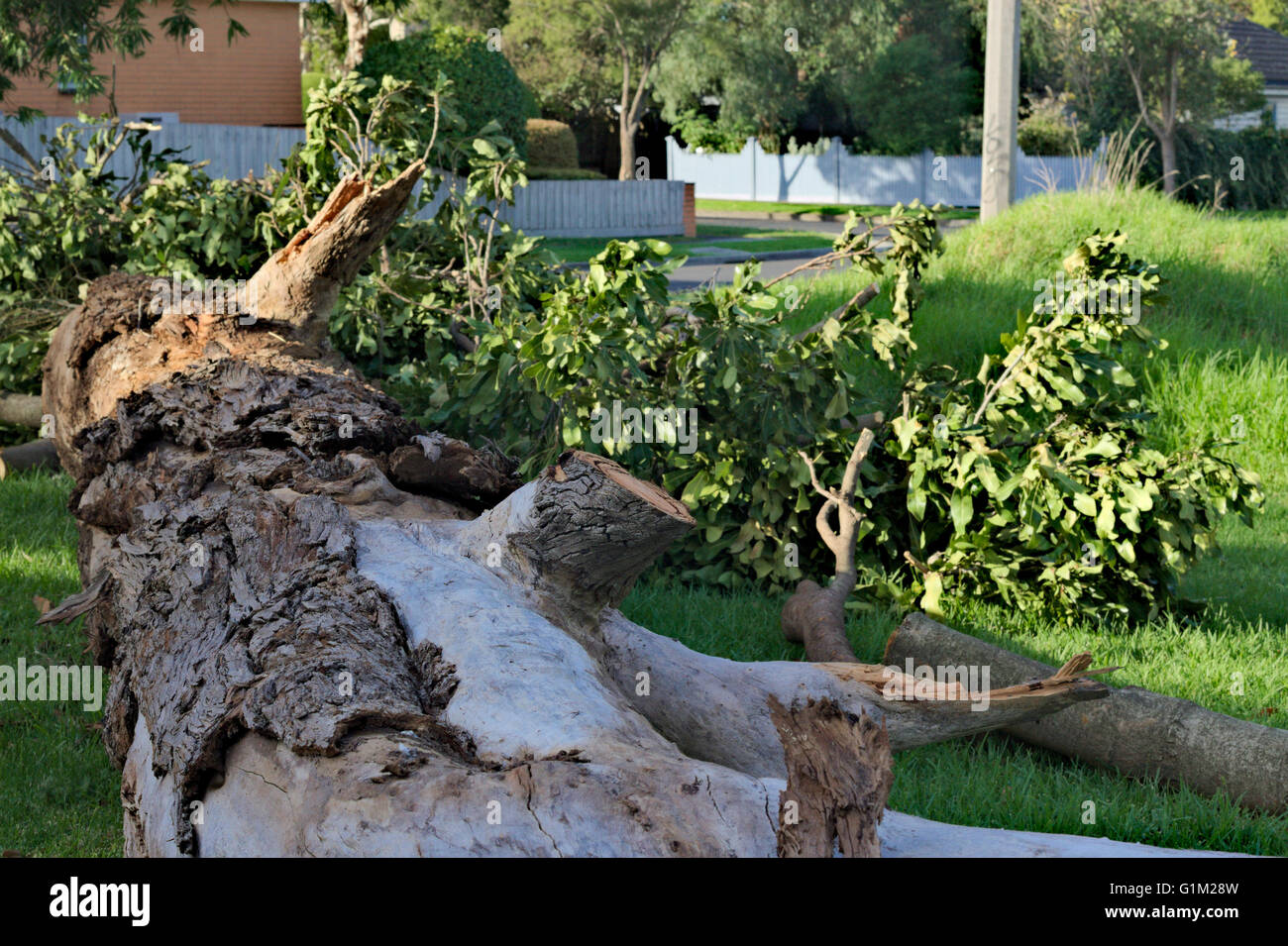 Large tree lying on the side of a suburban street after a storm in ...