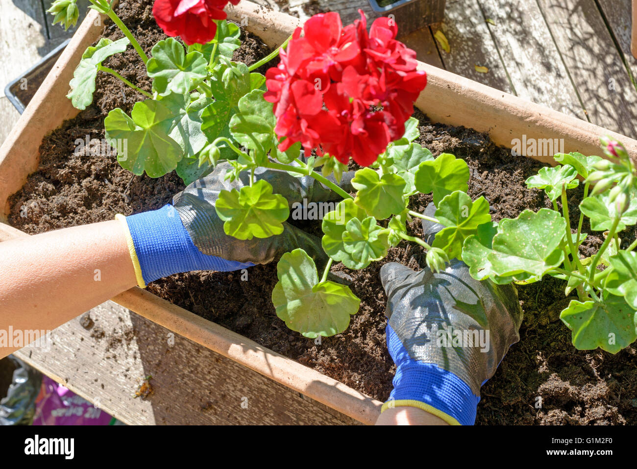 a woman man planting the geraniums for summer garden Stock Photo - Alamy