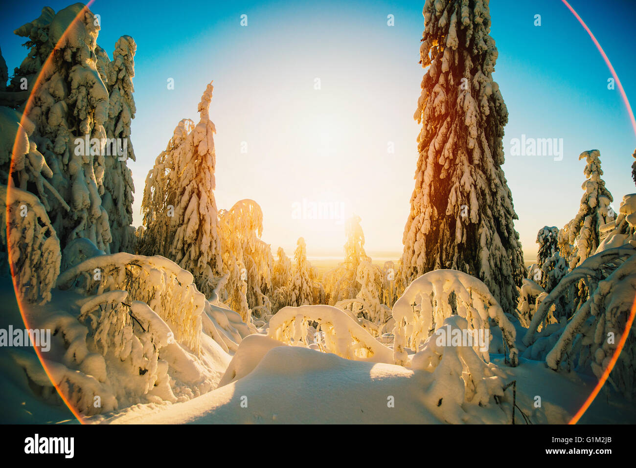Sun rising over snowy forest Stock Photo - Alamy