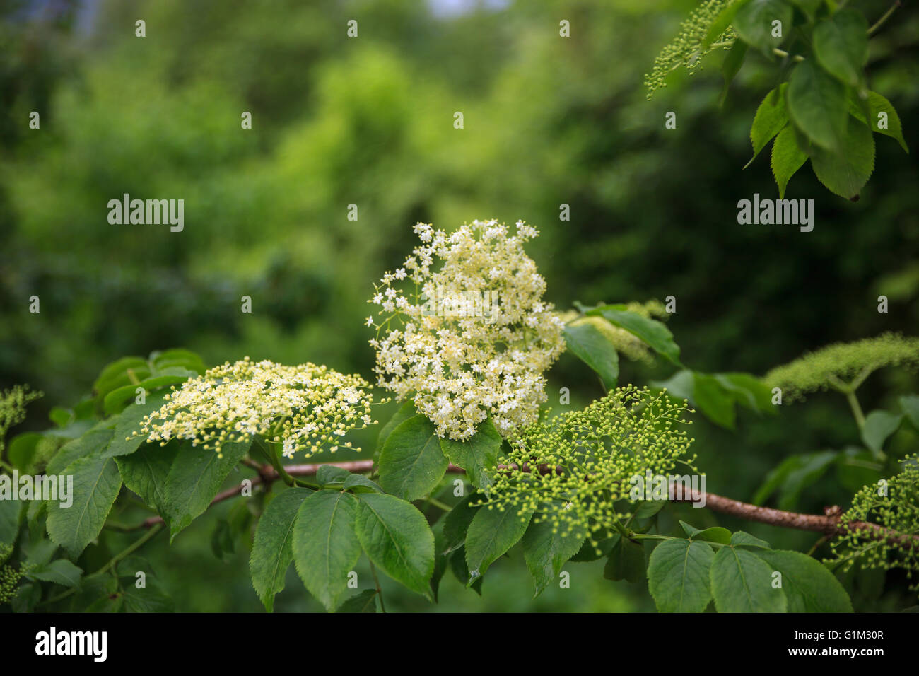 Elderflower tree hi-res stock photography and images - Alamy