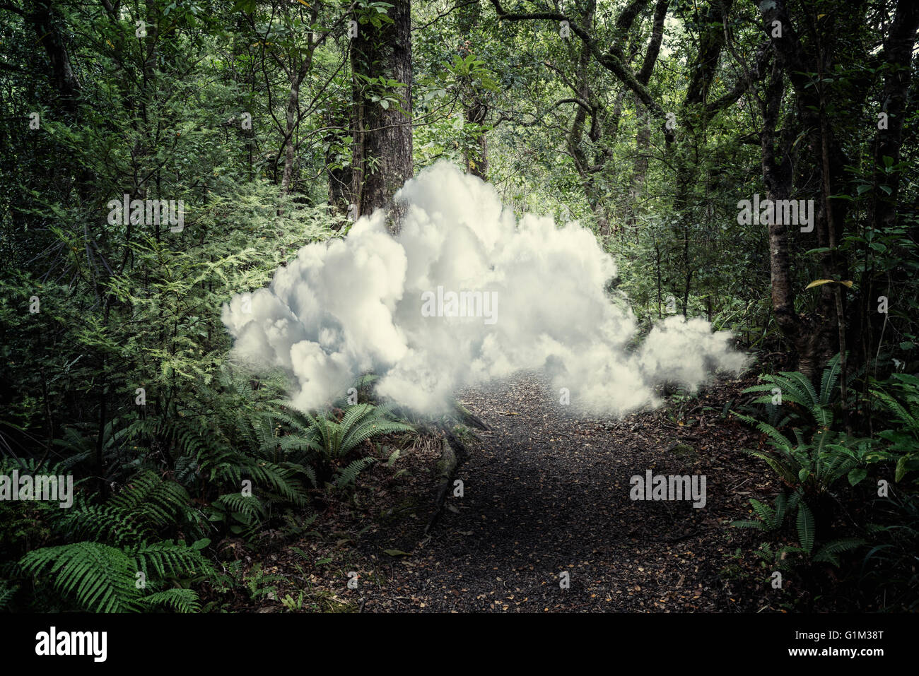 Cloud floating in forest Stock Photo - Alamy