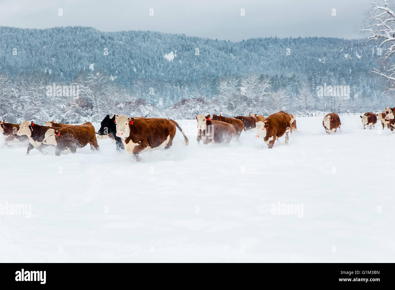 Herd of cattle in snowy farm field Stock Photo - Alamy