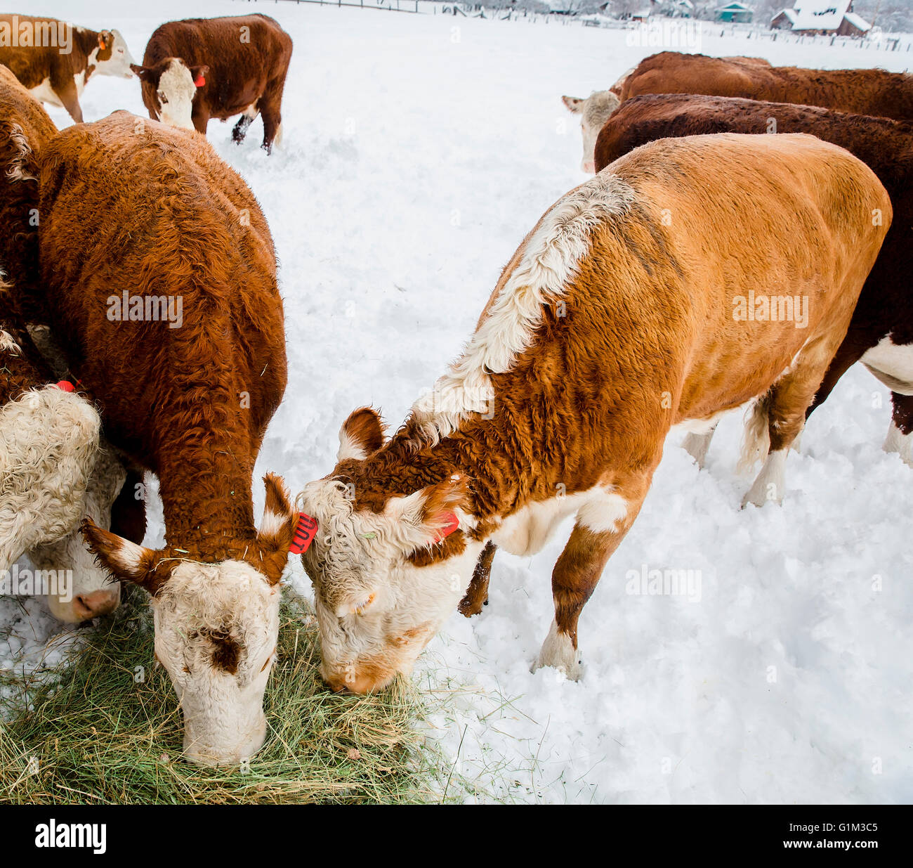 Cattle eating hay in the snow hi-res stock photography and images - Alamy