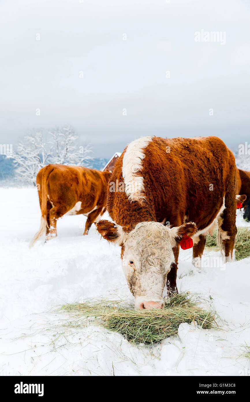 Cattle grazing on hay in snowy field Stock Photo - Alamy