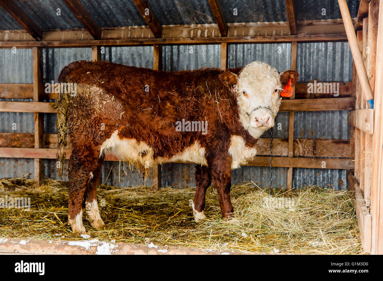 Cow barn hi-res stock photography and images - Alamy
