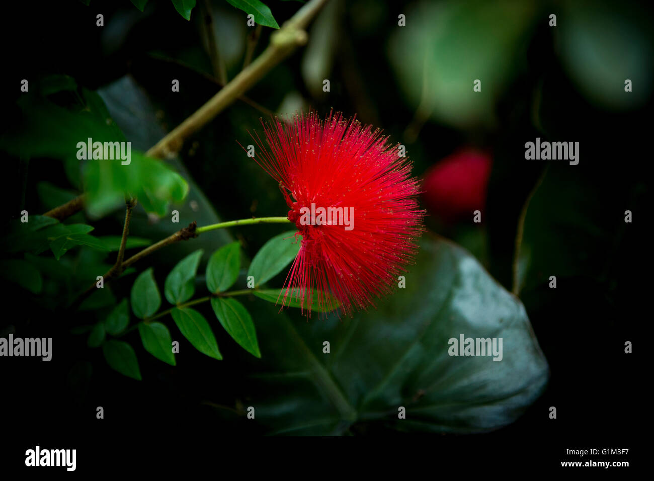 Exotic leafy plant hi-res stock photography and images - Alamy