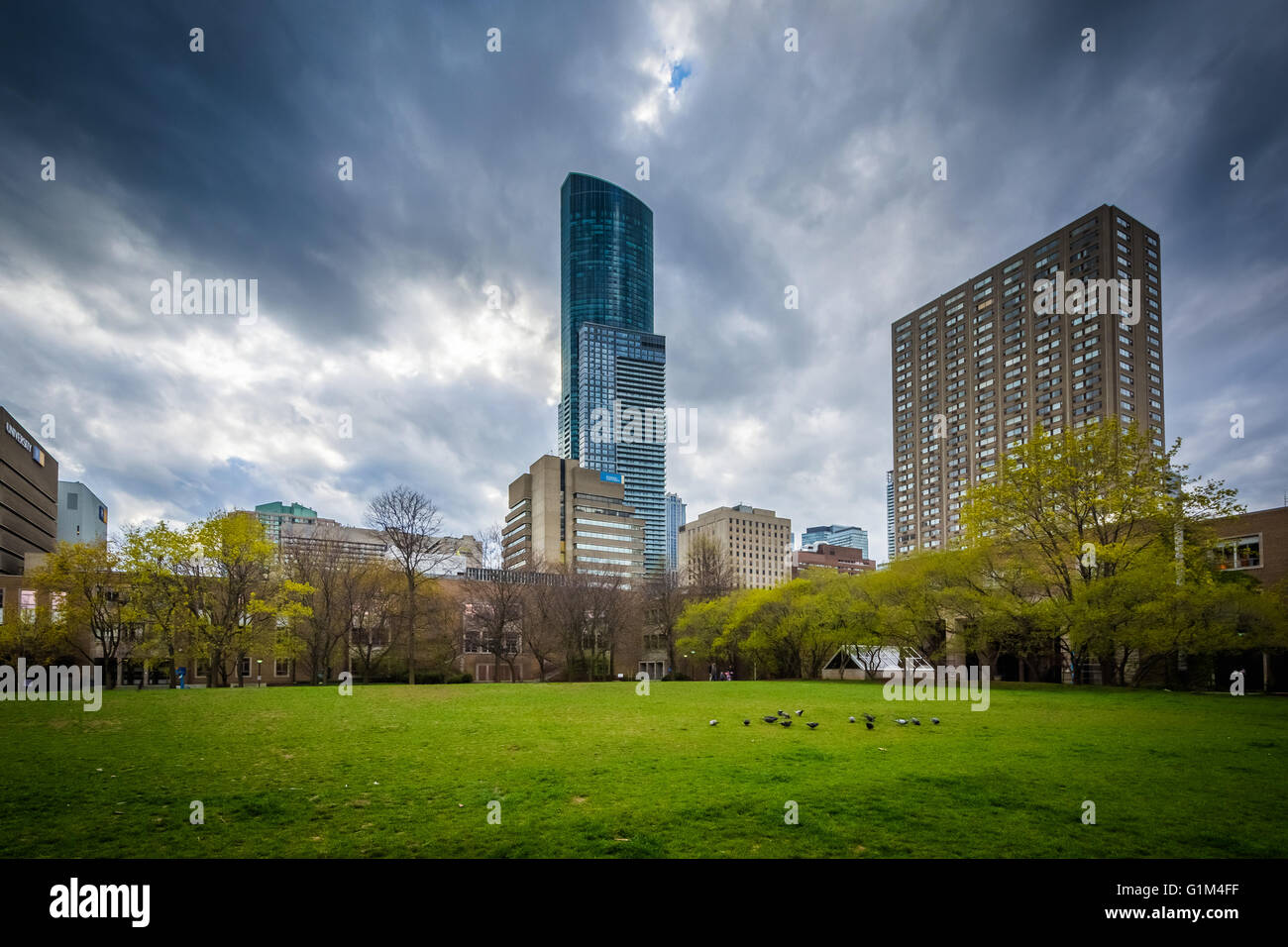 Ryerson Community Park and modern buildings at Ryerson University, in ...