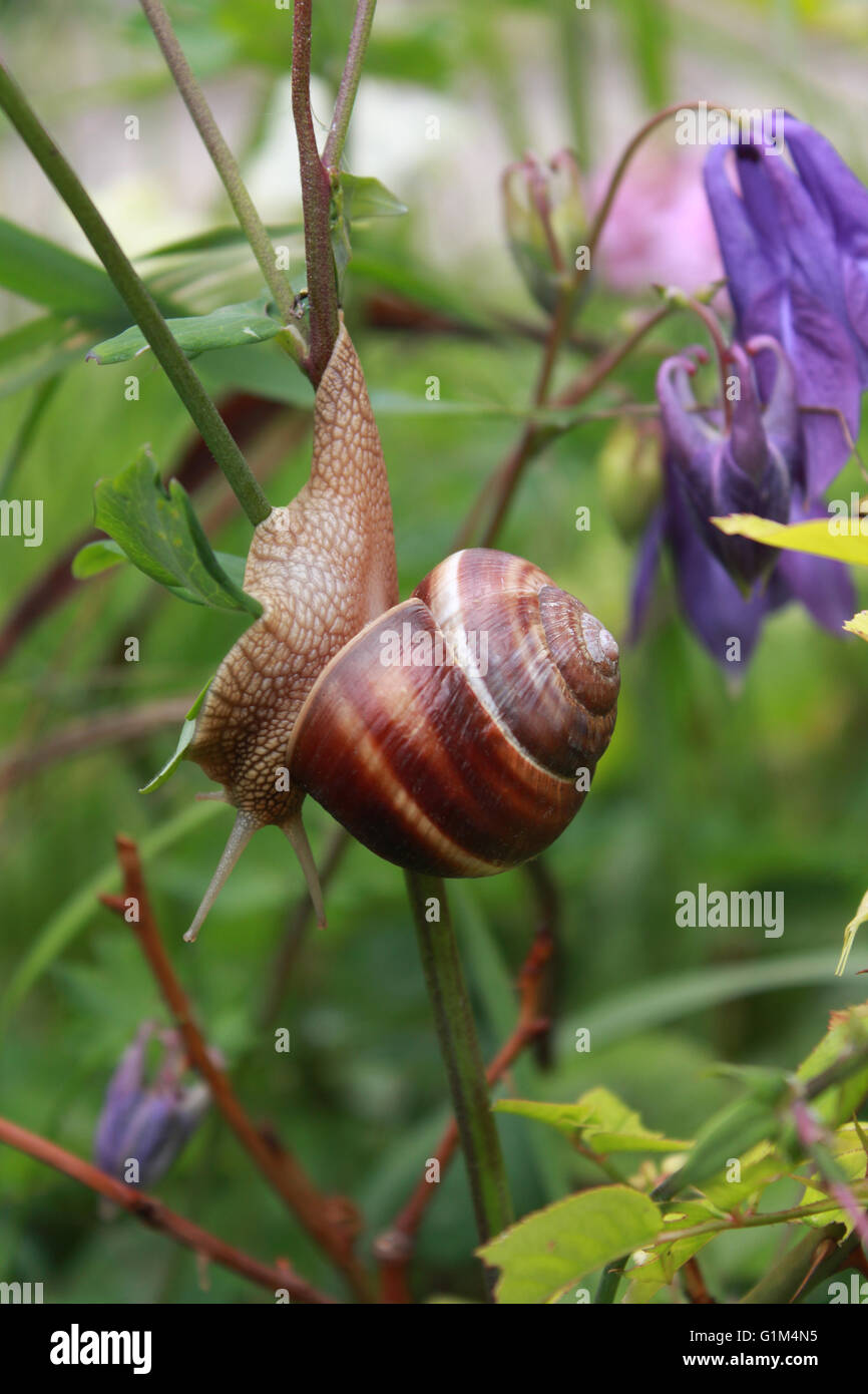 snail going down the stem of plant Stock Photo - Alamy