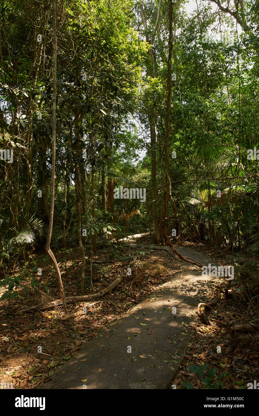 Khao Yai trees Stock Photo - Alamy