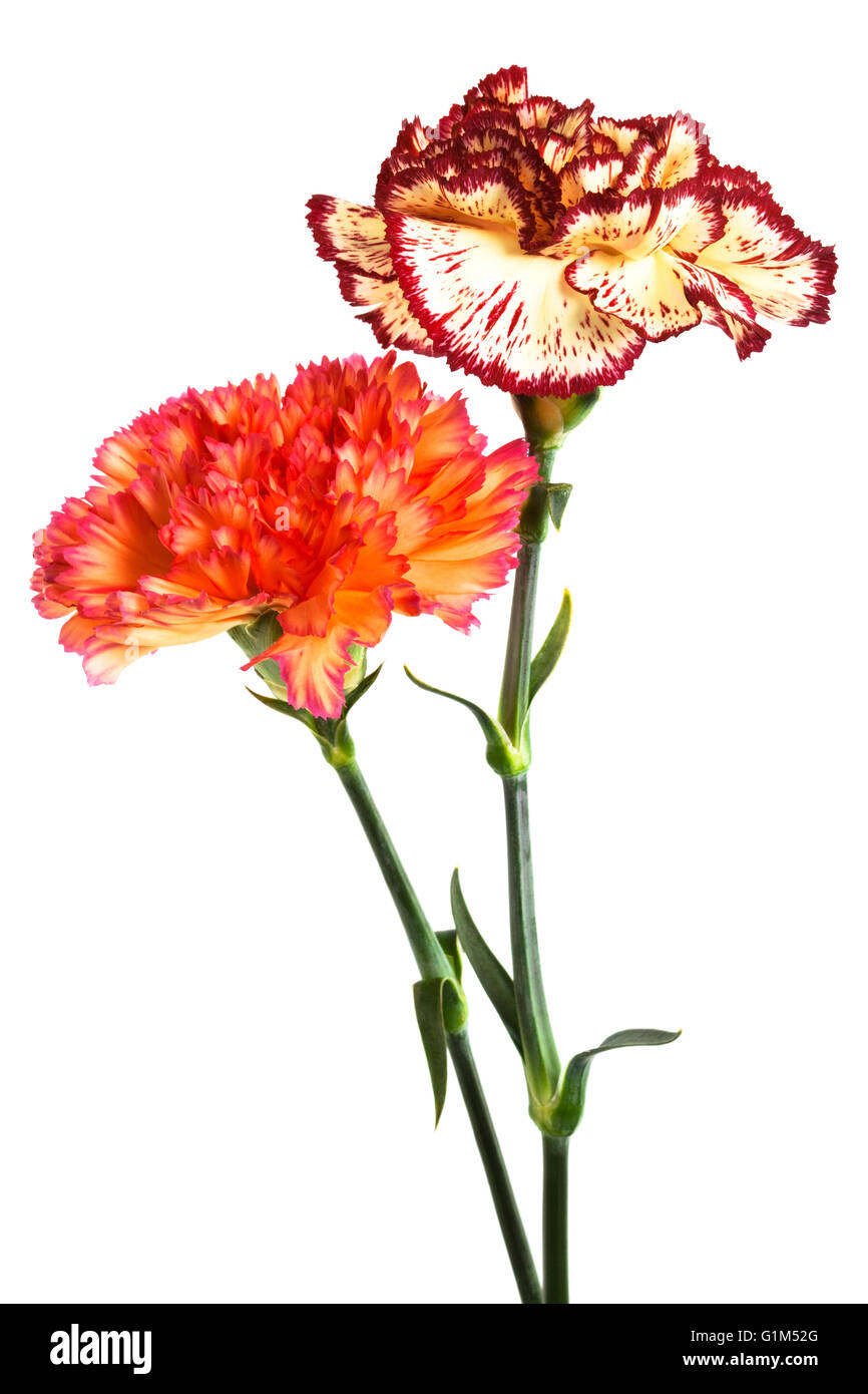 Beautiful fresh carnation on a white background Stock Photo - Alamy