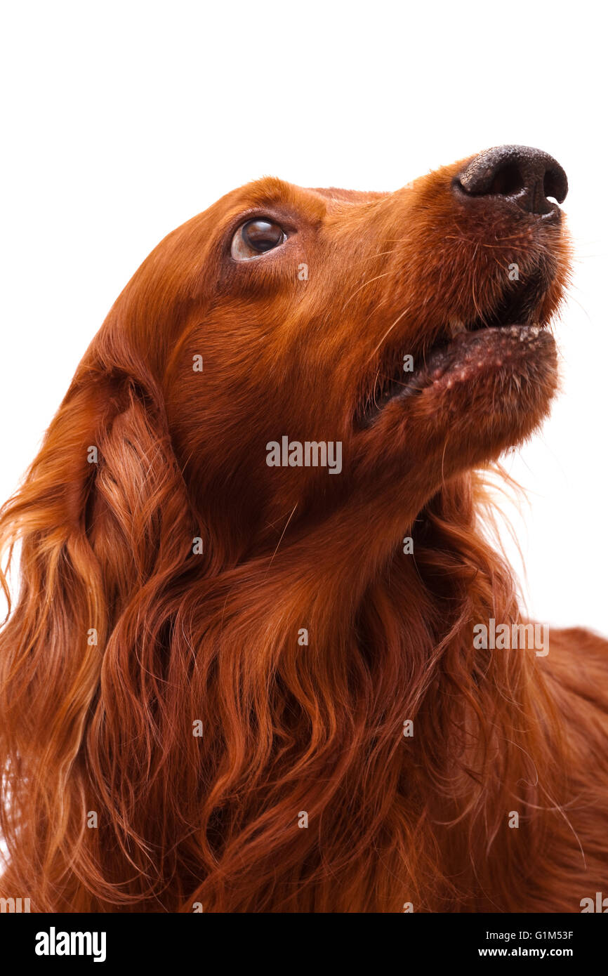 head of the irish setter on a white background Stock Photo - Alamy