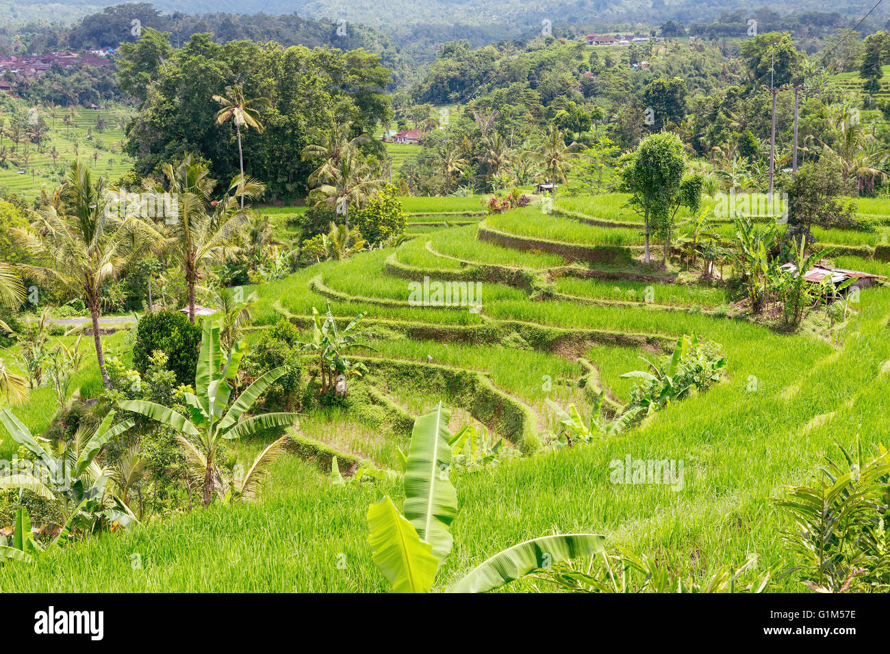 Rice growing in laos hi-res stock photography and images - Alamy
