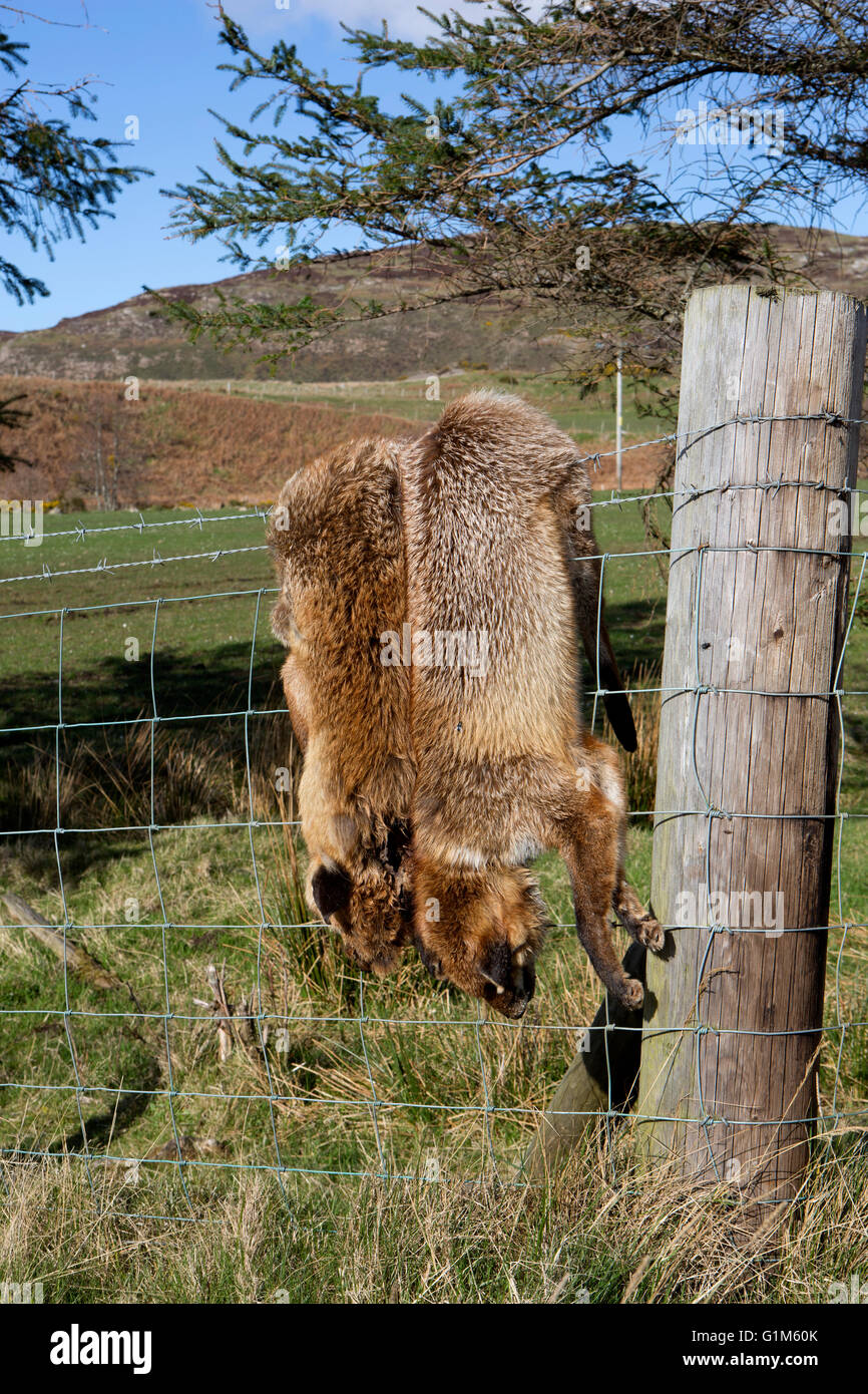 Dead fox foxes hi-res stock photography and images - Alamy
