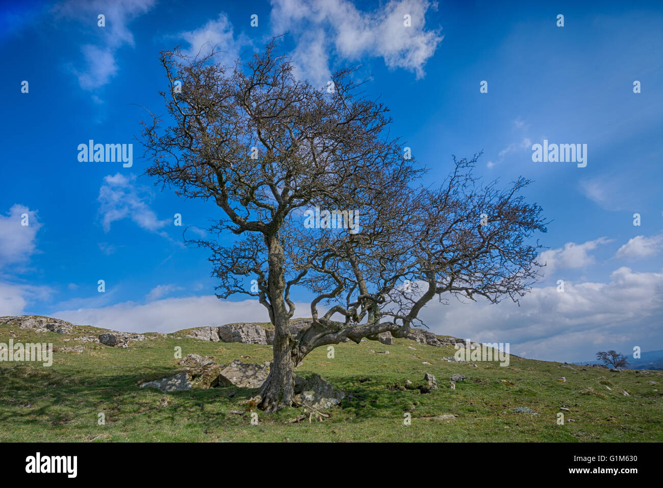English hawthorn tree hi-res stock photography and images - Alamy