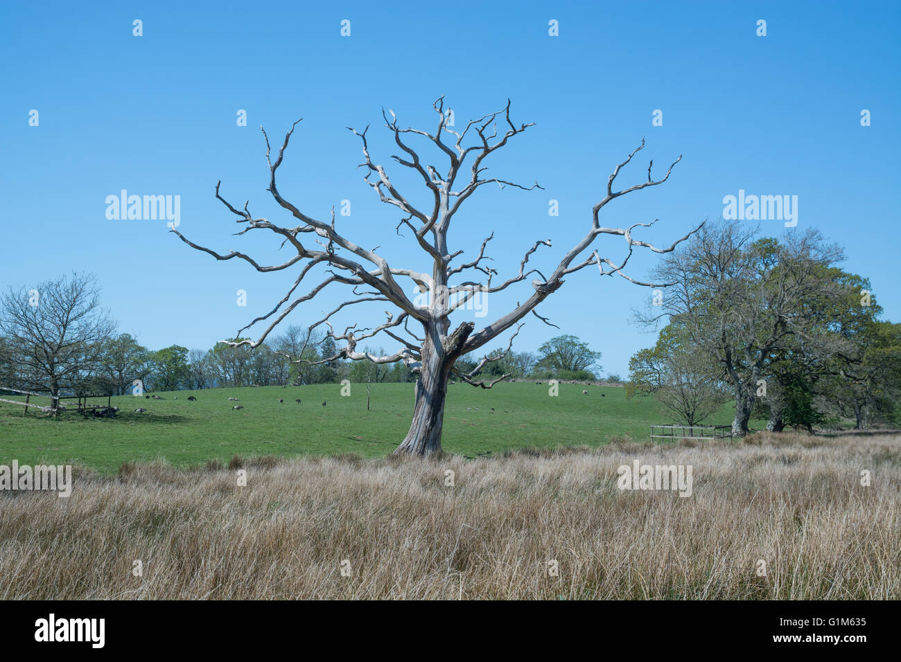An old dead tree Stock Photo - Alamy