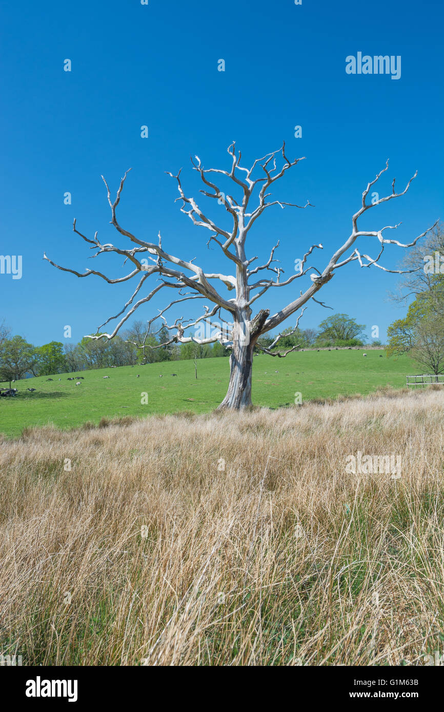 An old dead tree Stock Photo - Alamy