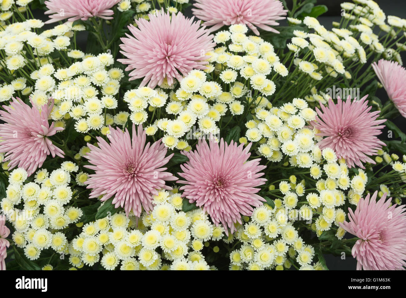 Pink and white Chrysanthemums Stock Photo - Alamy