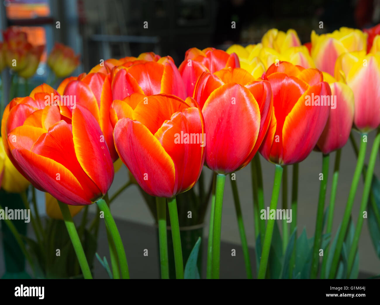 Row of tulip flowers hi-res stock photography and images - Alamy