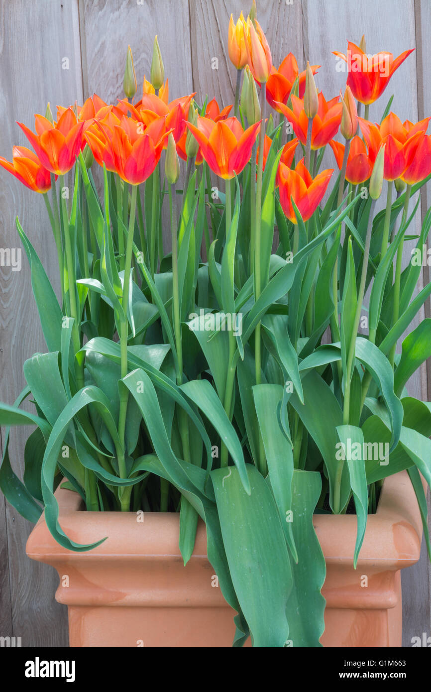 Tulip ballerina pot hi-res stock photography and images - Alamy