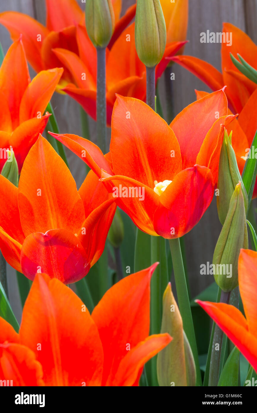 Ballerina tulips hi-res stock photography and images - Alamy