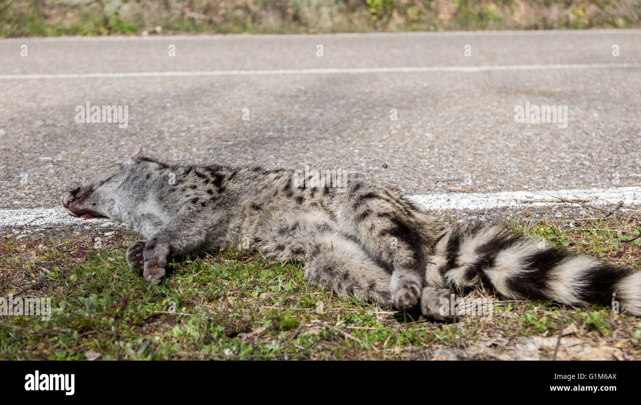 Dead Genetta at the road edge Stock Photo - Alamy