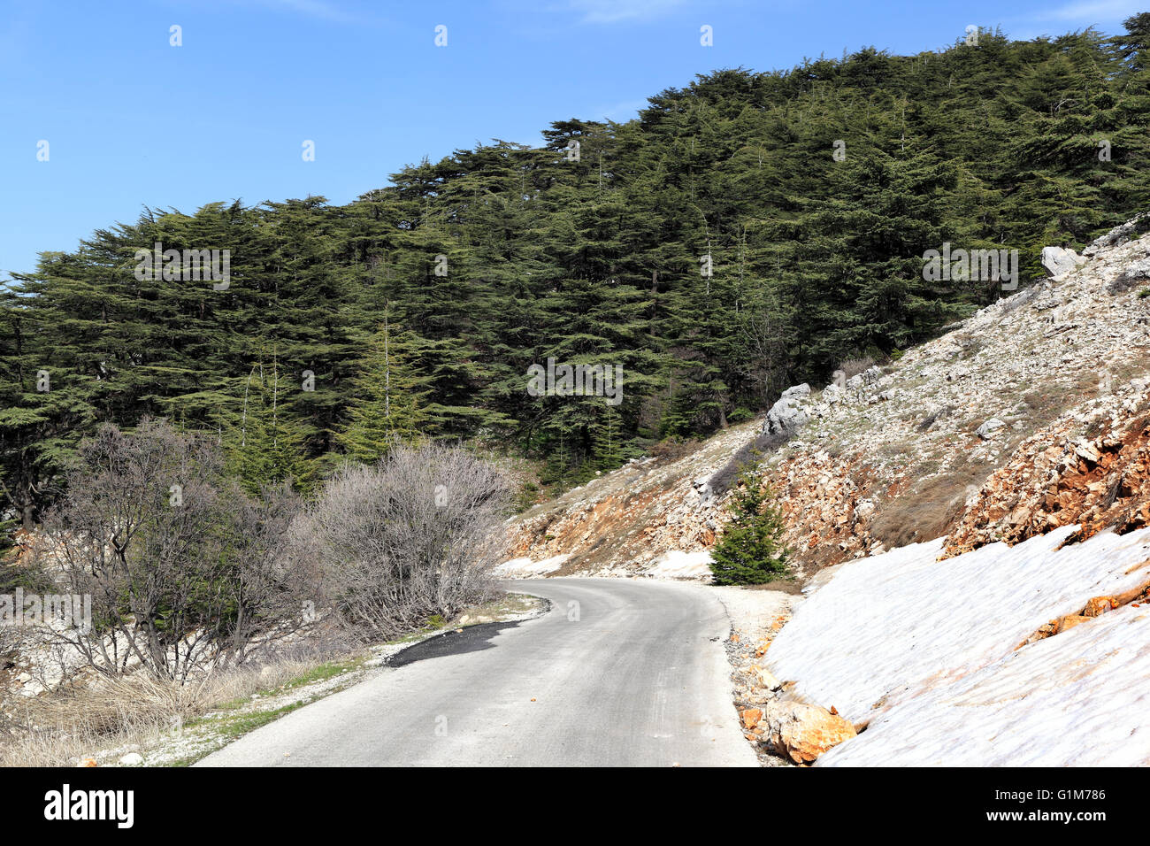 Lebanon Landscape with Cedars Stock Photo - Alamy