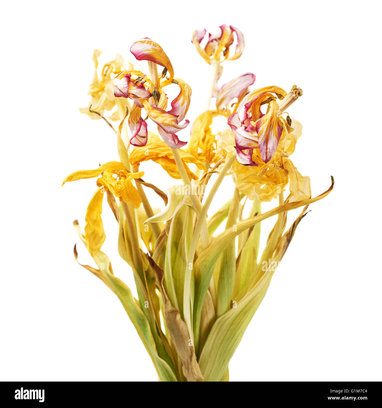 Dried pink and yellow tulip flowers over white background Stock Photo ...