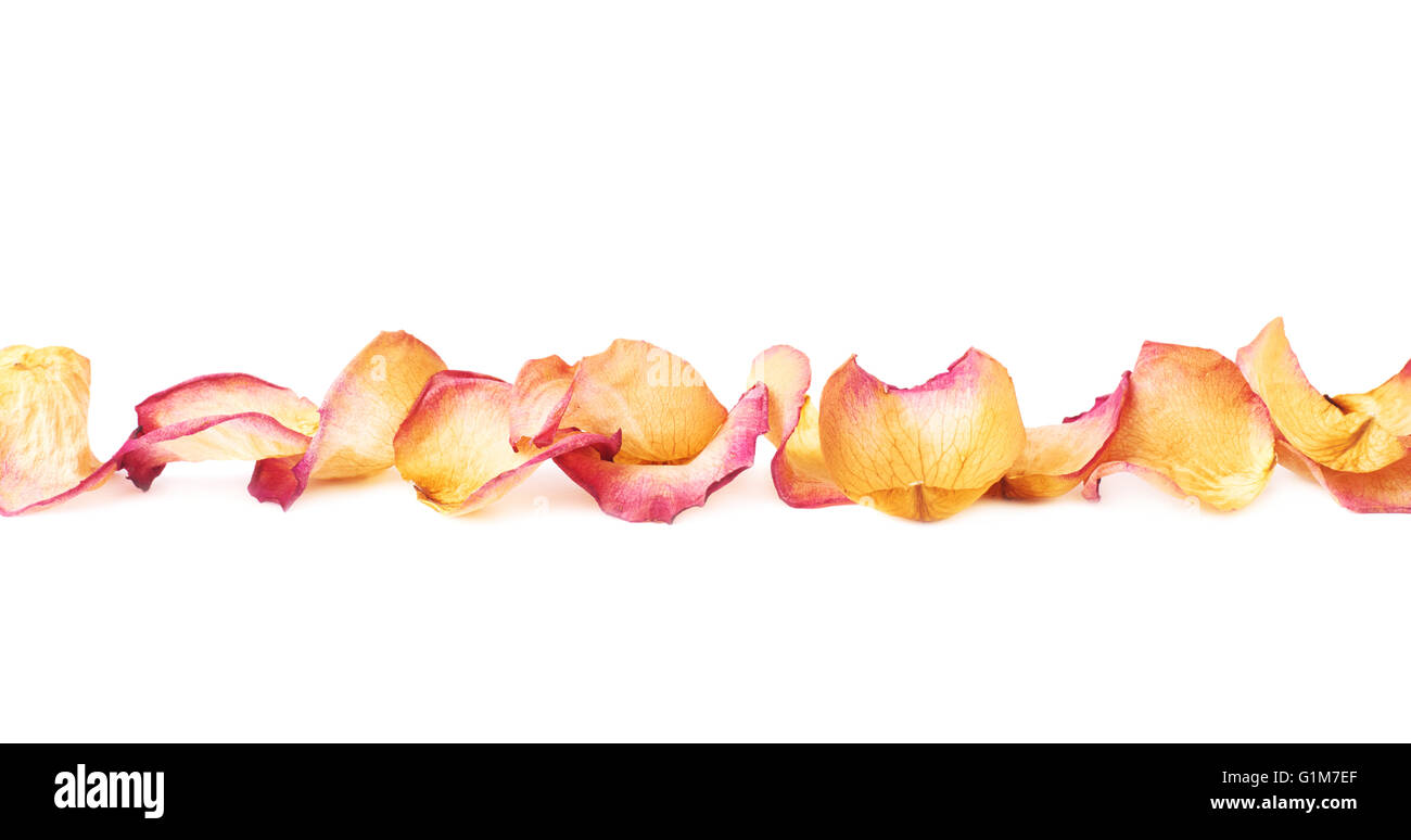 Line made of pink rose petals as a romantic composition over white ...