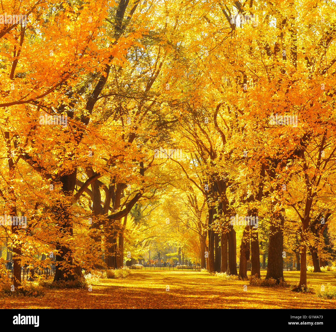 Woods and Autumn foliage in Central Park in midtown New York City Stock ...