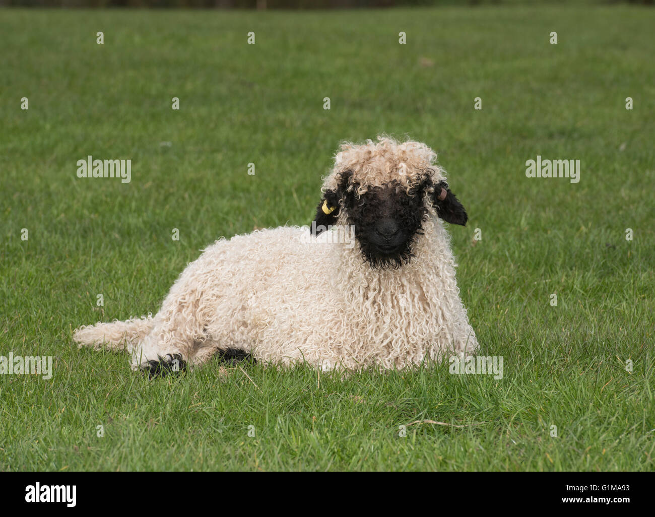 Valais Blacknose lamb lying in a grass field, Wrexham, North Wales ...