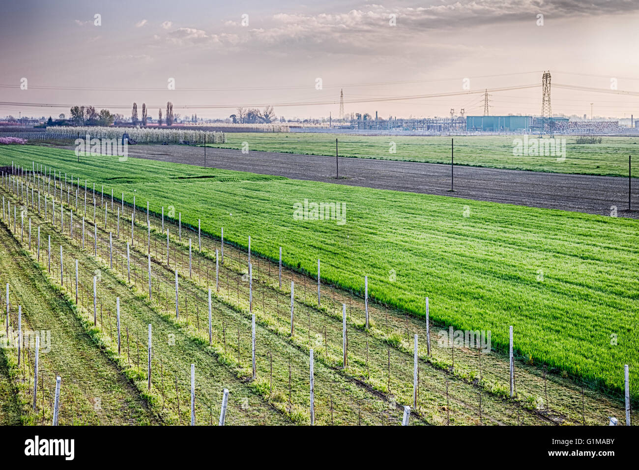 cultivation of fruit trees in the countryside of Emilia Romagna in ...