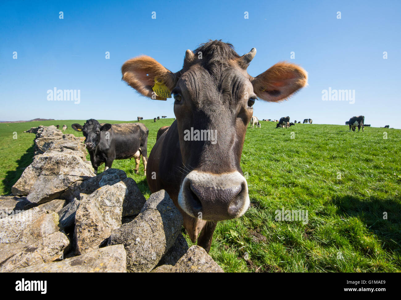Cow looking over stone wall hi-res stock photography and images - Alamy