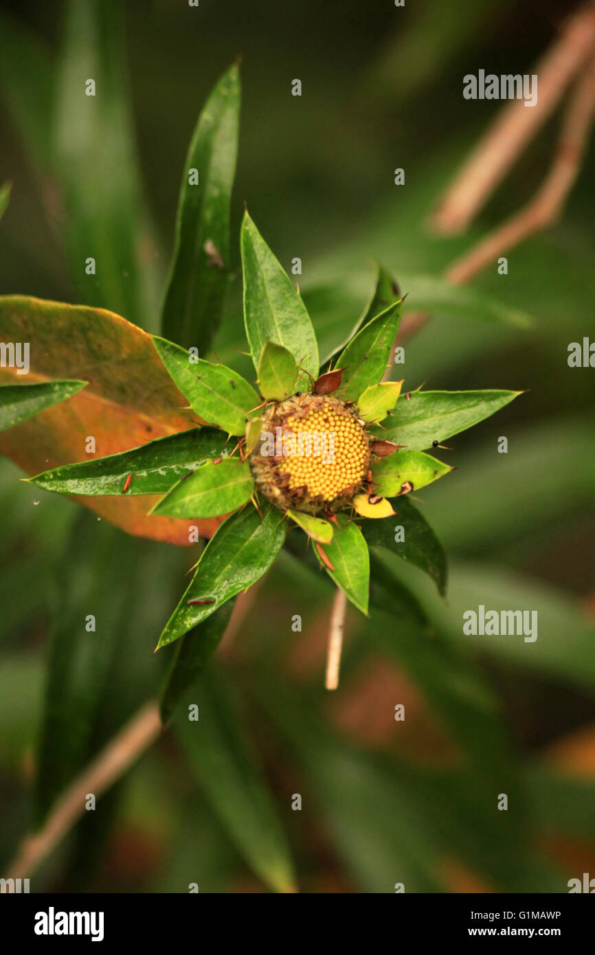 Campanilla flower hi-res stock photography and images - Alamy