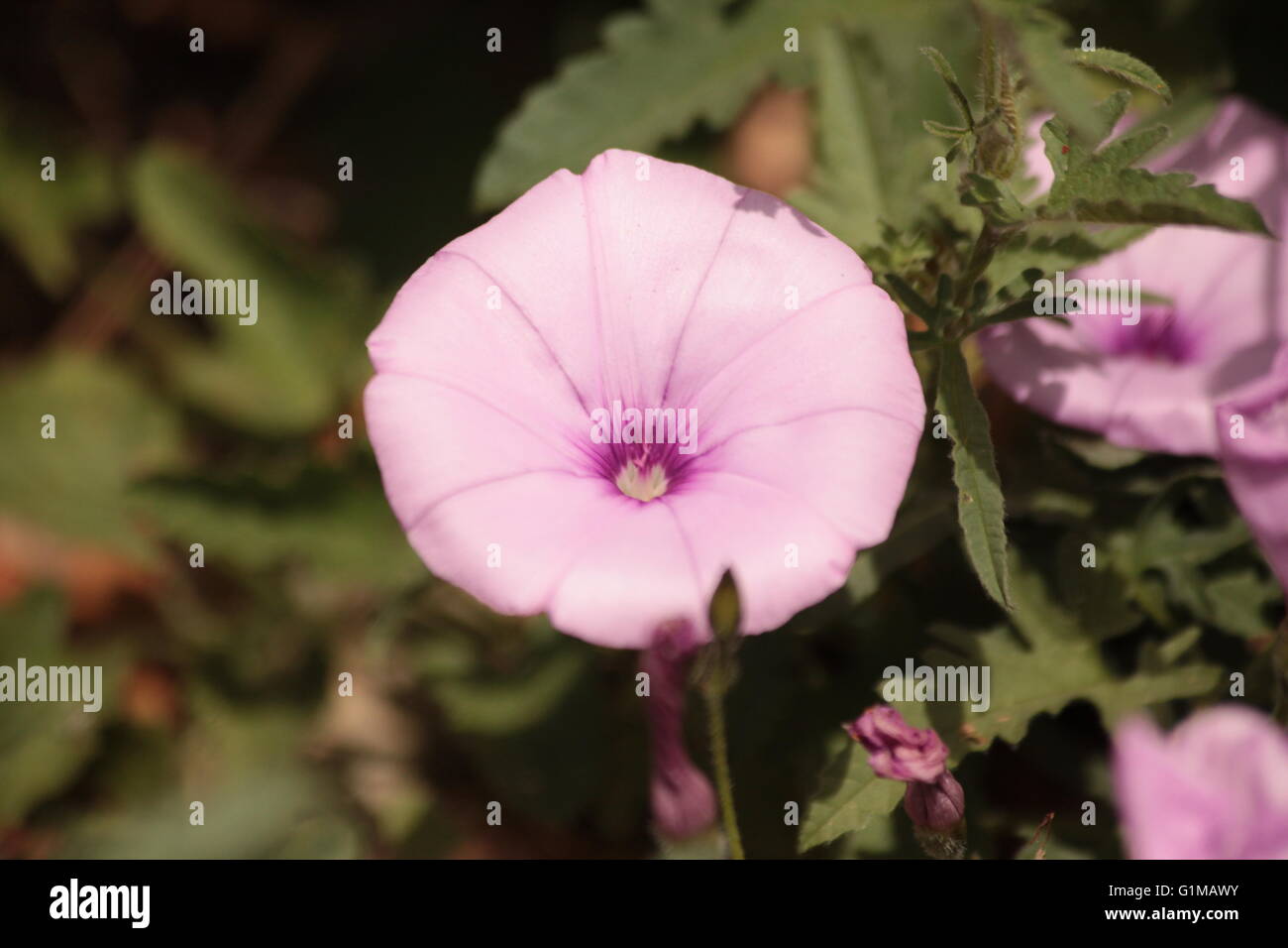 Campanilla flower hi-res stock photography and images - Alamy
