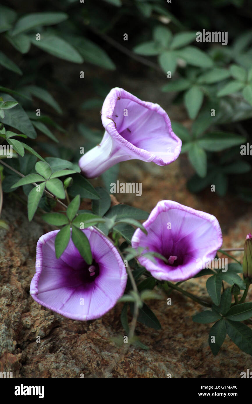 Campanilla flower hi-res stock photography and images - Alamy