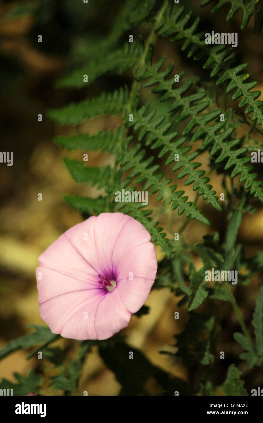 Campanilla flower hi-res stock photography and images - Alamy