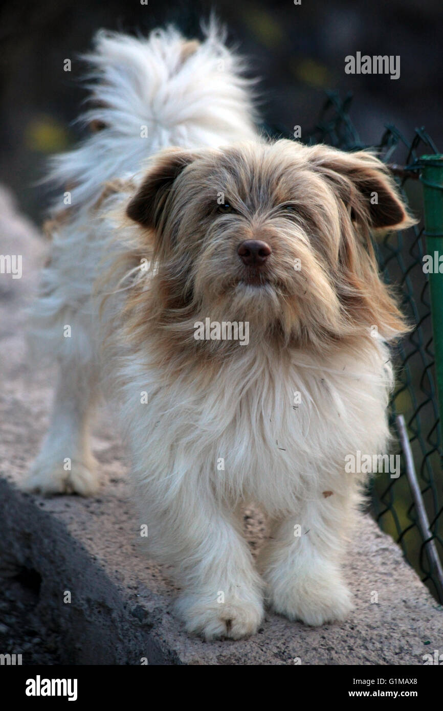 portrait a small dog Stock Photo - Alamy