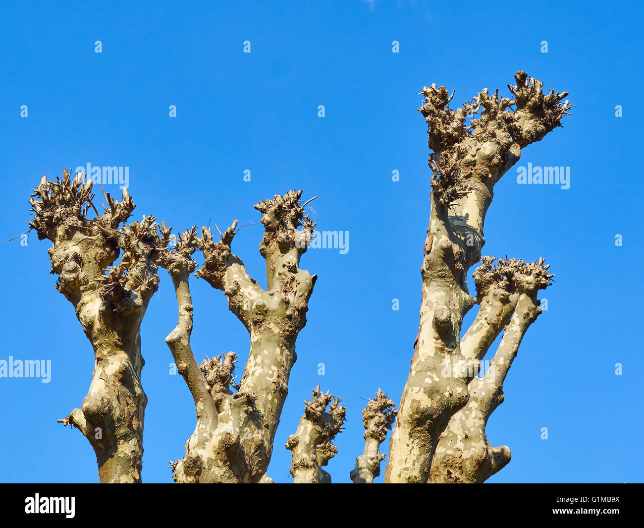 Upper branches of a plane tree (platanus) pollarded completely. blue ...